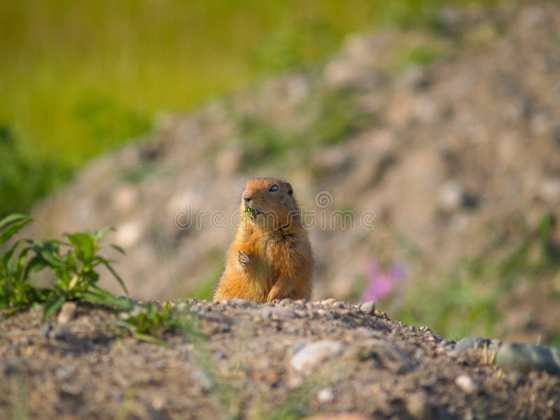 Ground Squirrel or Chipmunk Stock Photo - Image of animal, landscape ...