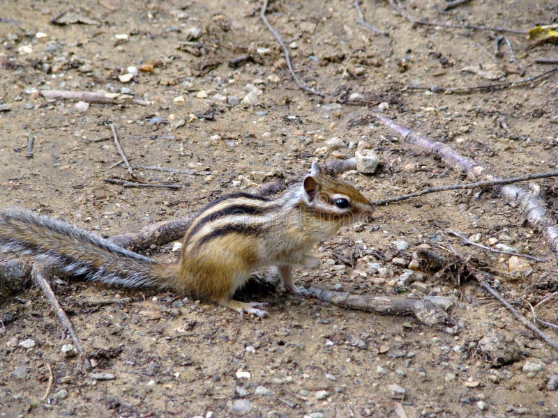 Ground squirrel (Chipmunk) stock image. Image of life - 77849795
