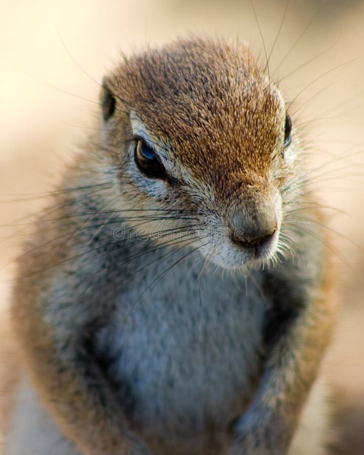 Ground squirrel close up stock photo. Image of southern - 9565150