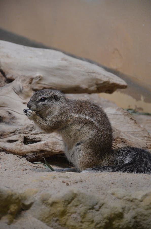 Ground Squirrel Creeping Over Sand Stock Image - Image of hungry ...