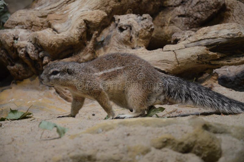 Ground Squirrel Creeping Over Sand Stock Image - Image of adventure ...