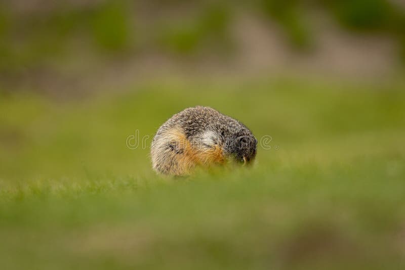 Ground Squirrel Curled Up into a Ball on a Grassy Field. Stock Image ...