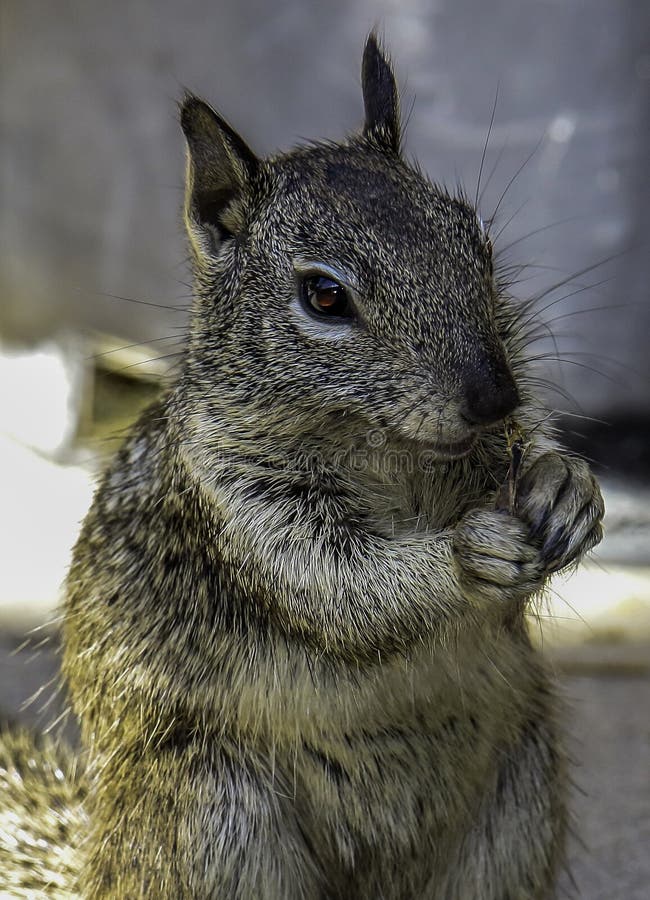 Ground Squirrel stock photo. Image of burrow, pest, feed - 108331550