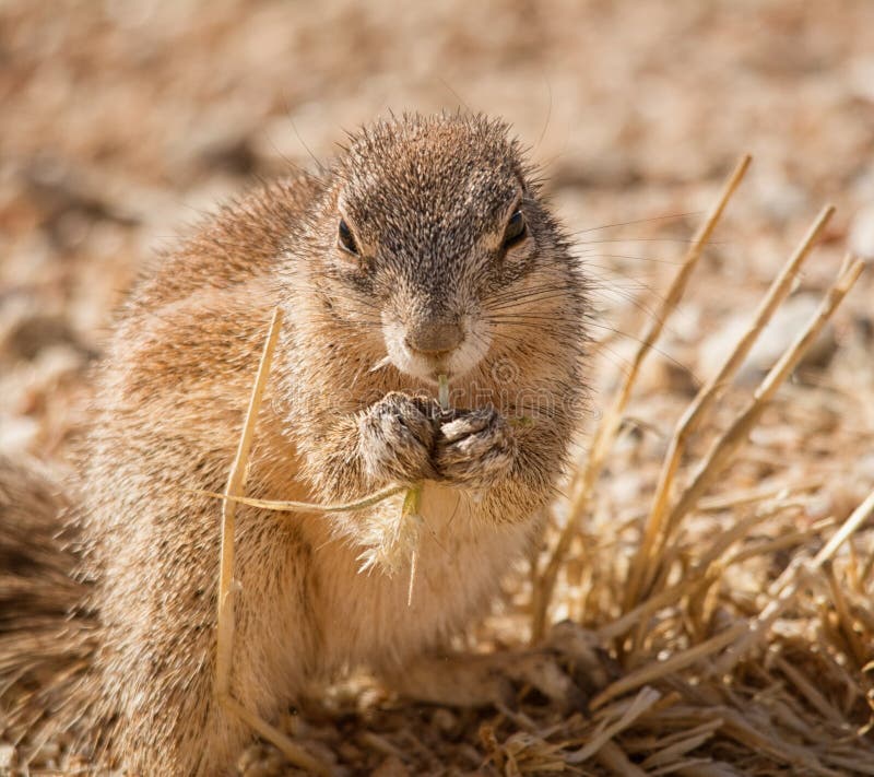 Ground Squirrel Eating stock photo. Image of xerus, eating - 108739414