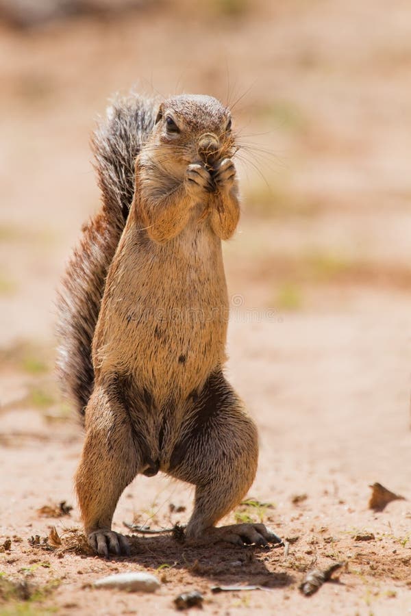 Ground Squirrel Eating Grass Roots in the Hot Kalahari Stock Photo ...