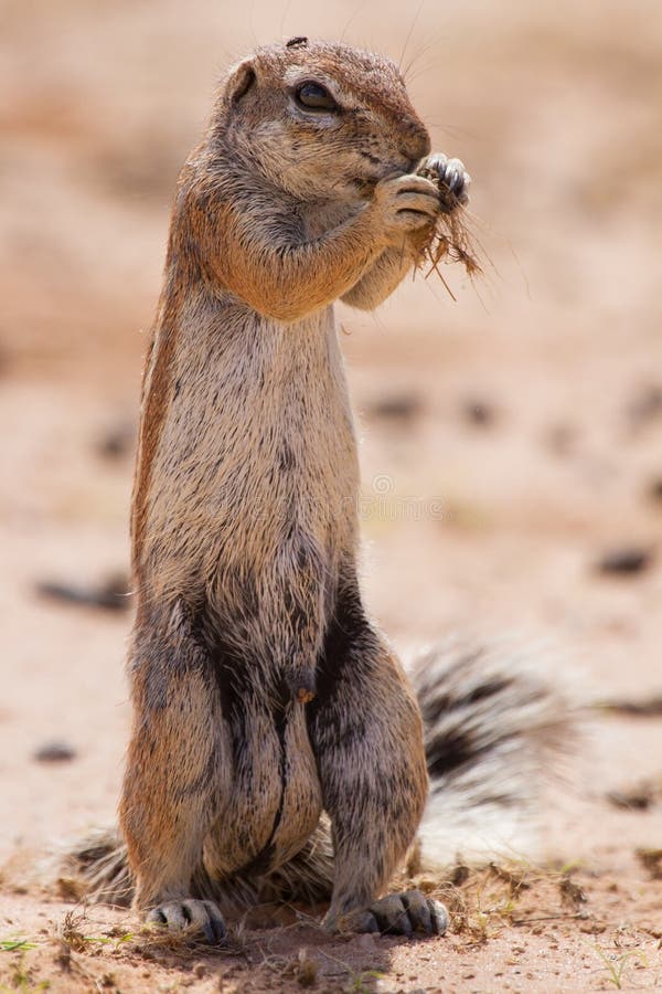 Ground Squirrel Eating Grass Roots in the Hot Kalahari Stock Image ...