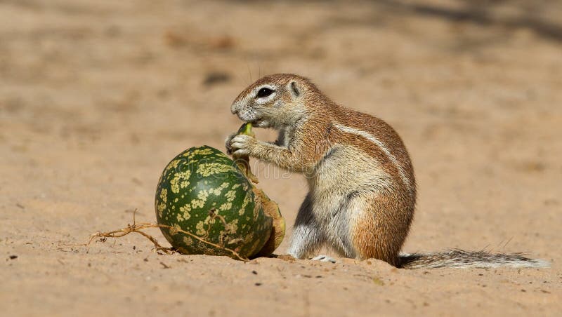 Ground Squirrel Eating Squash Stock Photo - Image of striped, round ...