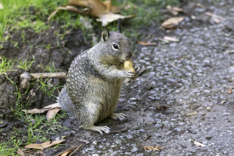 A Ground Squirrel Eating a Peanut Stock Image - Image of outside ...