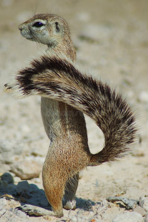 Ground Squirrel and Cloudscape Stock Image - Image of close, standing: 10262521