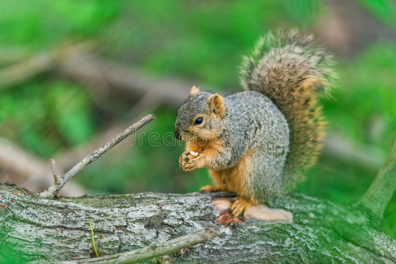 A Ground Squirrel Feeds on a Large Pecan Stock Image - Image of sitting ...