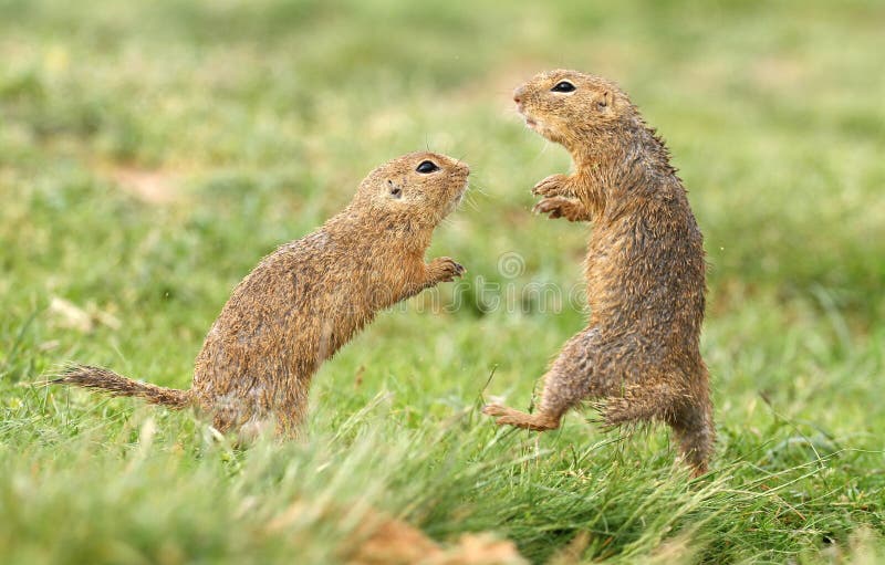 Ground squirrel fight stock image. Image of fight, brawl - 40863217