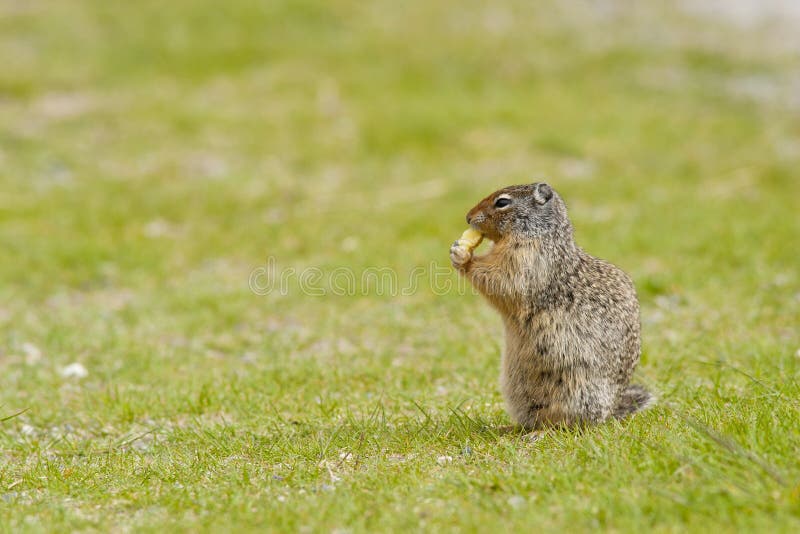 Ground squirrel on grass stock image. Image of rodent - 23966789