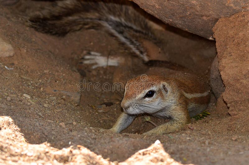 Ground Squirrel in Its Burrow Stock Image - Image of burrow, africa ...