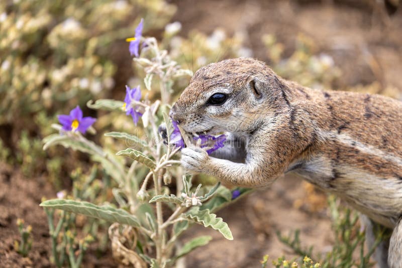 Ground Squirrel at Karoo National Park Stock Image - Image of mammal ...
