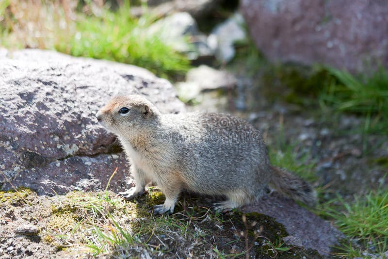Ground squirrel stock image. Image of posing, squirrel - 30921451