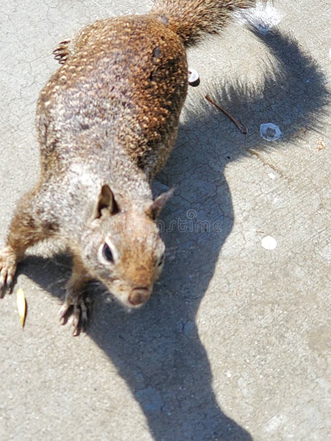 Ground Squirrel Looks Up for Food Stock Image - Image of ground, close ...