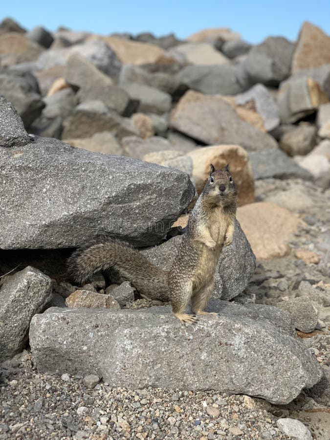 Ground Squirrel of Morro Bay Stock Image - Image of wildlife, soil ...