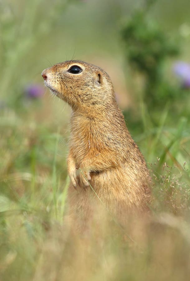 Ground squirrel stock photo. Image of adorable, wild - 32246866