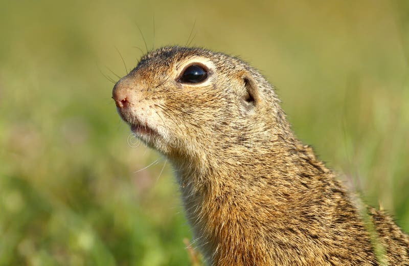 Ground squirrel portrait stock image. Image of young - 42580417