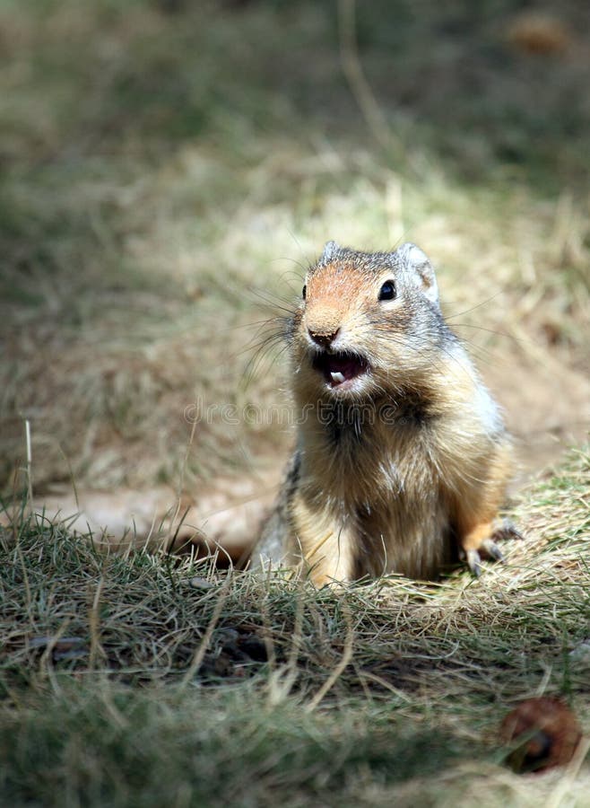 Ground squirrel stock image. Image of together, wild - 44405379