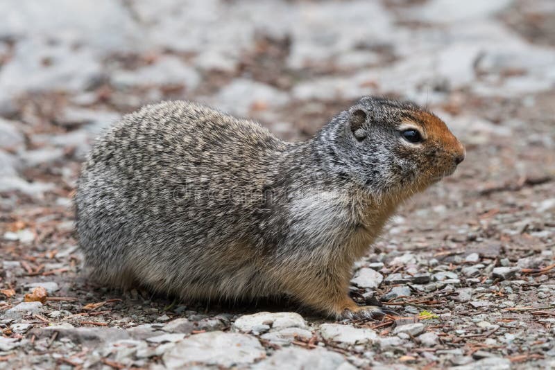 Squirrel Profile stock image. Image of summer, park, cute - 9042857