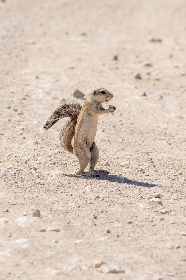 Ground squirrel on sand stock image. Image of small - 185375387