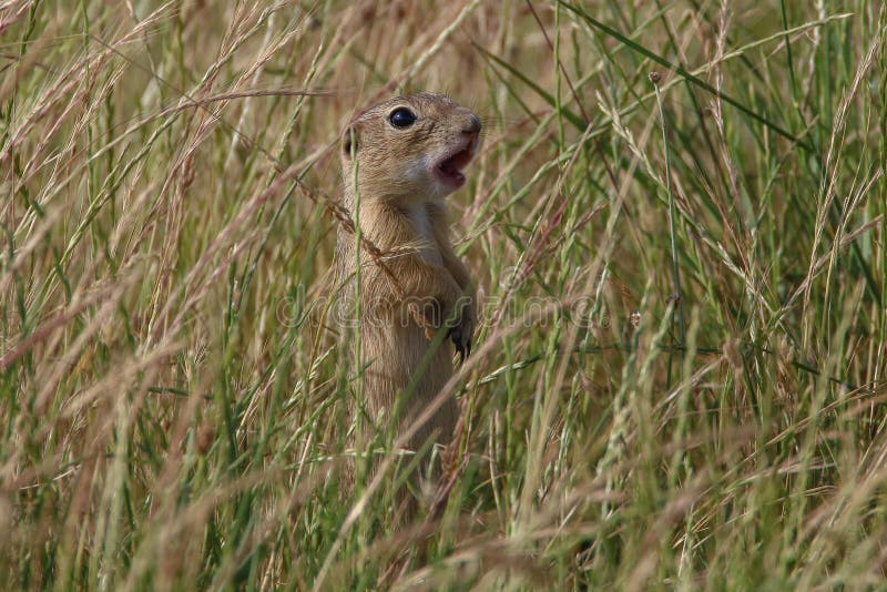 Screaming Squirrel stock photo. Image of bucket, squirrel - 55625720