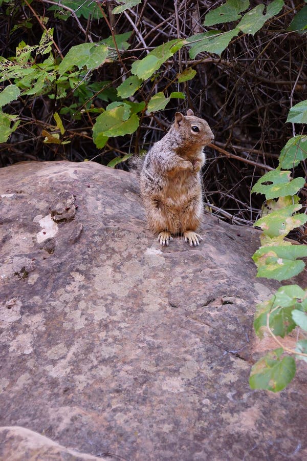 Ground squirrel stock image. Image of wild, national - 291083677