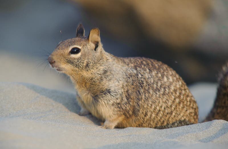 Ground Squirrel stock photo. Image of sand, rodent, sitting - 62991632