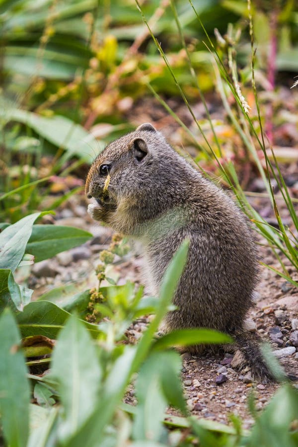 Ground squirrel close up stock image. Image of ground - 82364507