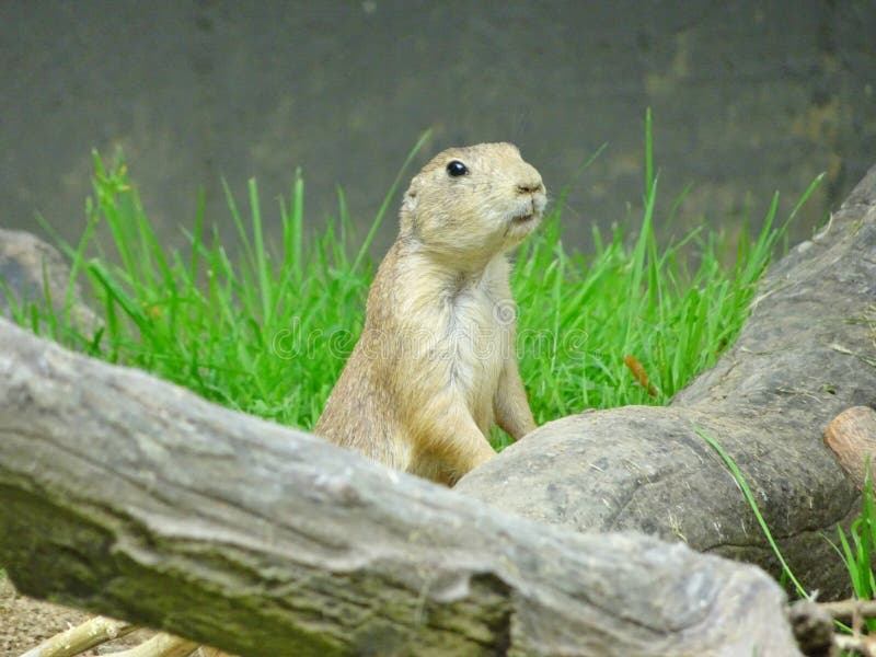 Ground-squirrel stock photo. Image of groundsquirrel - 110628068