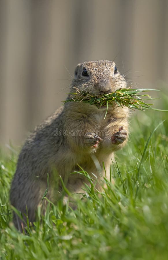 Ground Squirrel Spermophilus Citellus Stock Image - Image of field ...