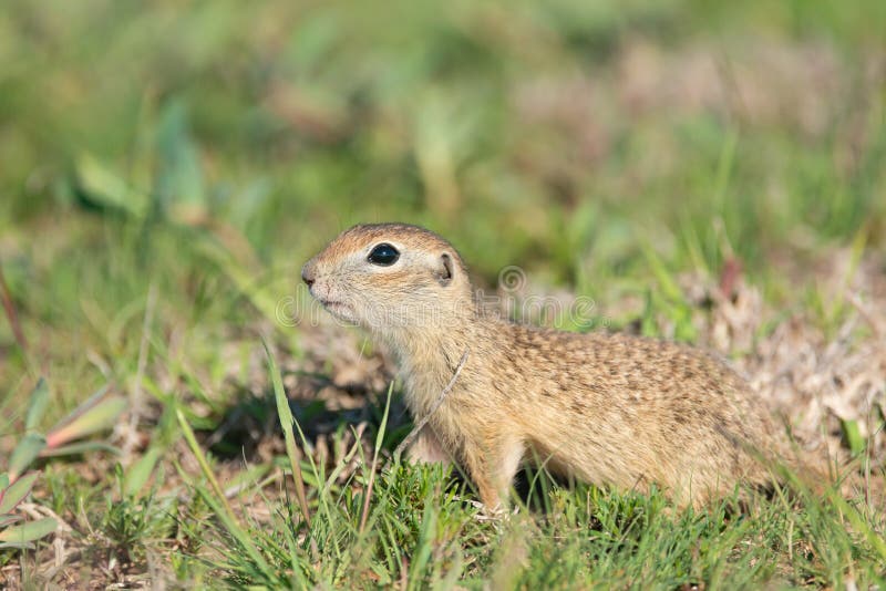 Ground Squirrel Spermophilus Pygmaeus in the Wild Stock Image - Image ...