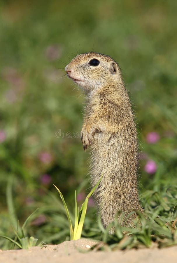 Baby ground squirrel stock image. Image of spermophilus - 58024975