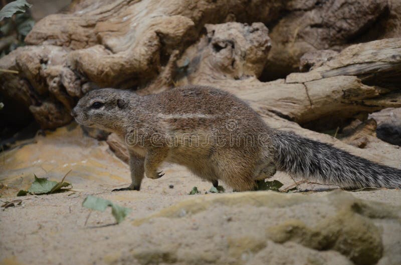 Ground Squirrel Standing on Sand Stock Image - Image of squirrel ...
