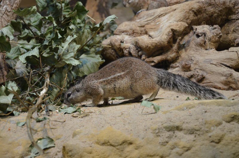 Ground Squirrel Standing on Sand Stock Photo - Image of tail, squirrel ...