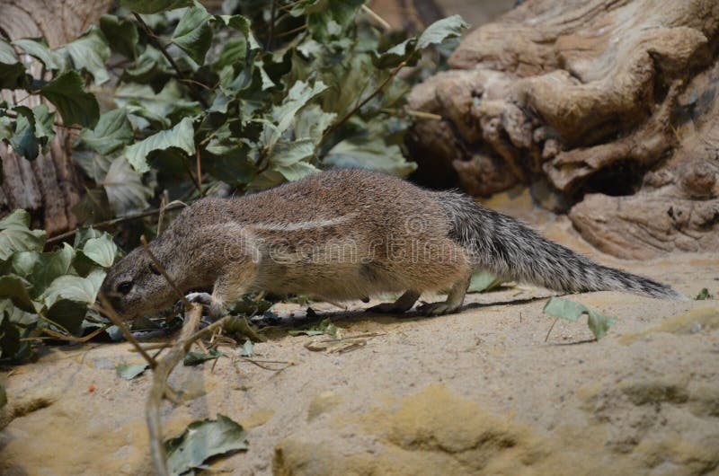 Ground Squirrel Standing on Sand Stock Photo - Image of portrait ...