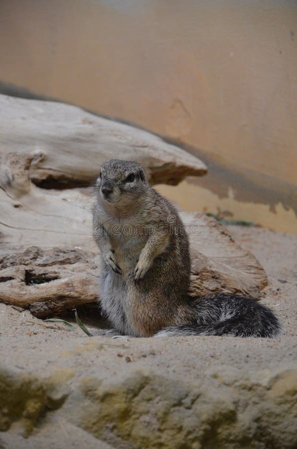 Ground Squirrel Standing on Sand Stock Photo - Image of animal, inauris ...