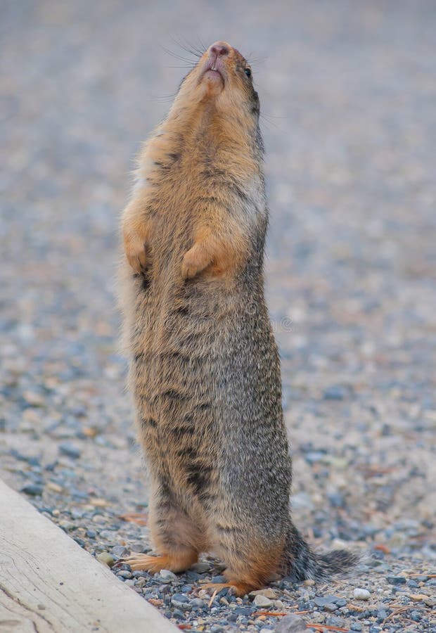 Ground Squirrel stock photo. Image of rodent, oreamnos - 67672142