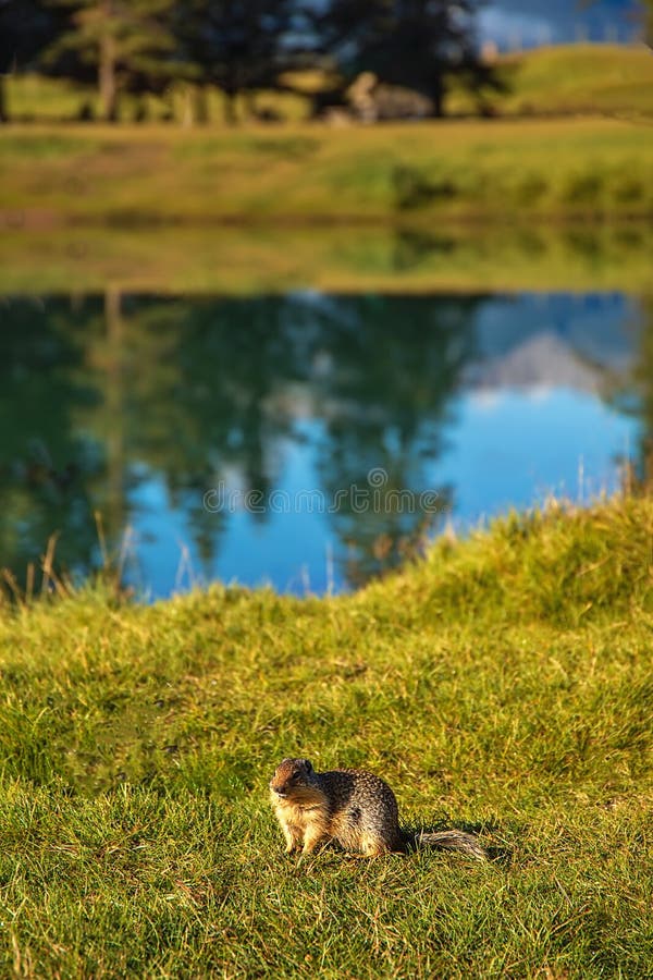 Ground Squirrel in a Summer Park Stock Photo - Image of summertime ...