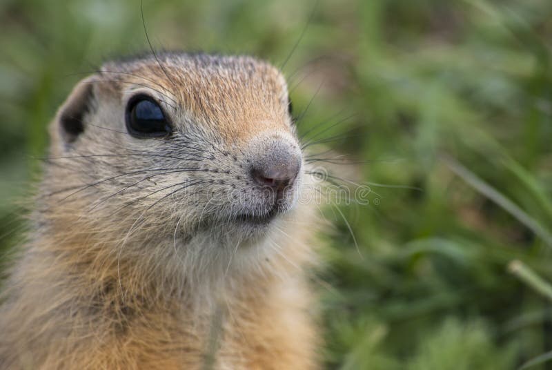 Ground Squirrel in summer stock photo. Image of locations - 69229284