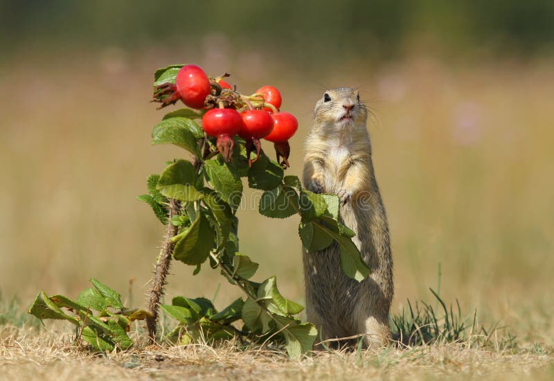 Ground Squirrel and Wild Rose Stock Photo - Image of rose, rodent: 27122264