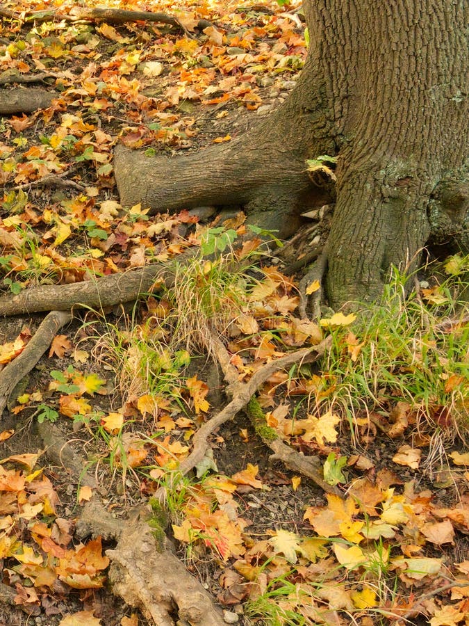 The Ground is Strewn with Yellowed Fall Foliage. Tree Roots Stock Image ...
