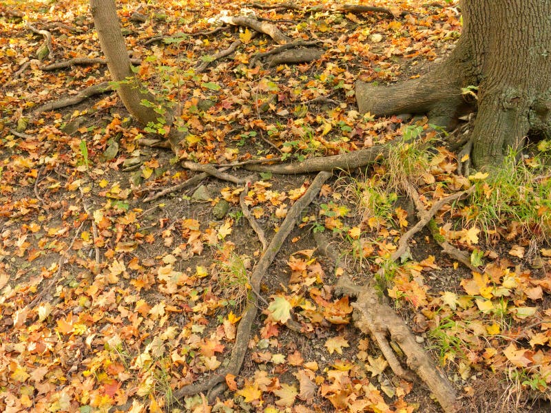 The Ground is Strewn with Yellowed Fall Foliage. Tree Roots Stock Image ...