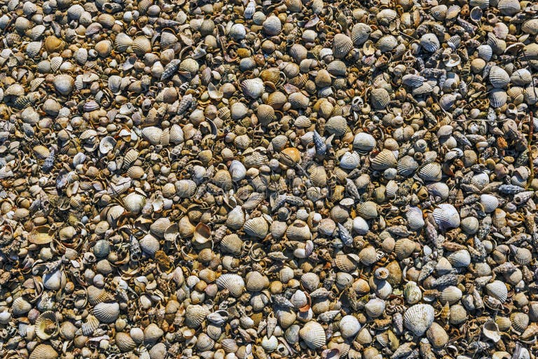 Ground Surface Covered with Sea Shells Stock Photo - Image of covered ...