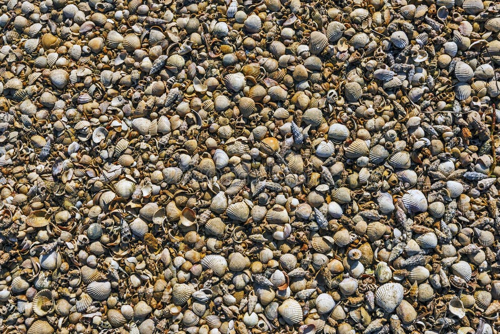 Ground Surface Covered with Sea Shells Stock Photo - Image of covered ...