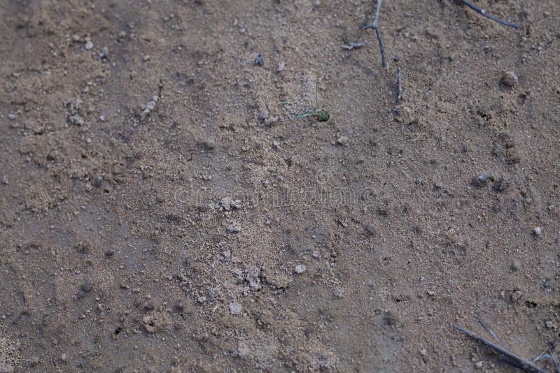 Ground surface in a forest stock photo. Image of stone - 24139850