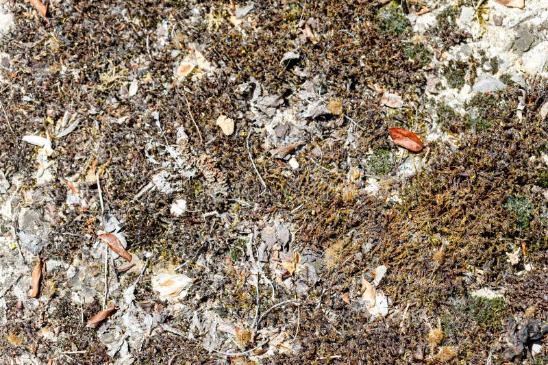 Ground Surface with Moss, Leaves, and Debris Stock Photo - Image of ...