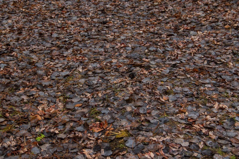 Ground Texture after Autumn Leaf Fall Stock Photo - Image of ...