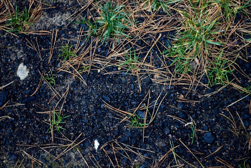 A Ground Texture Background with Pieces of Grass Small Rocks Pebbles ...